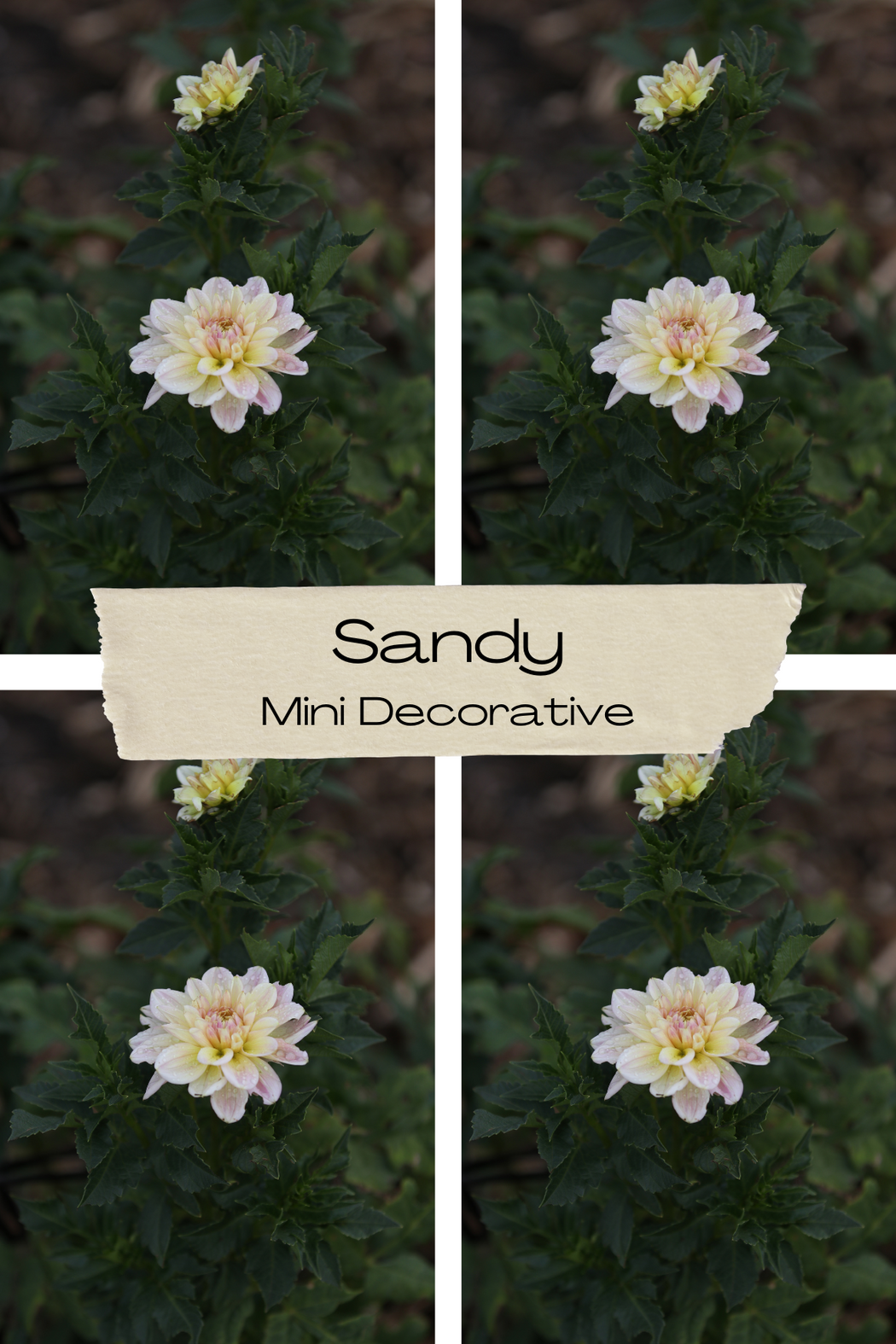 Dahlia 'Sandy' Tuber – Yahl Iris