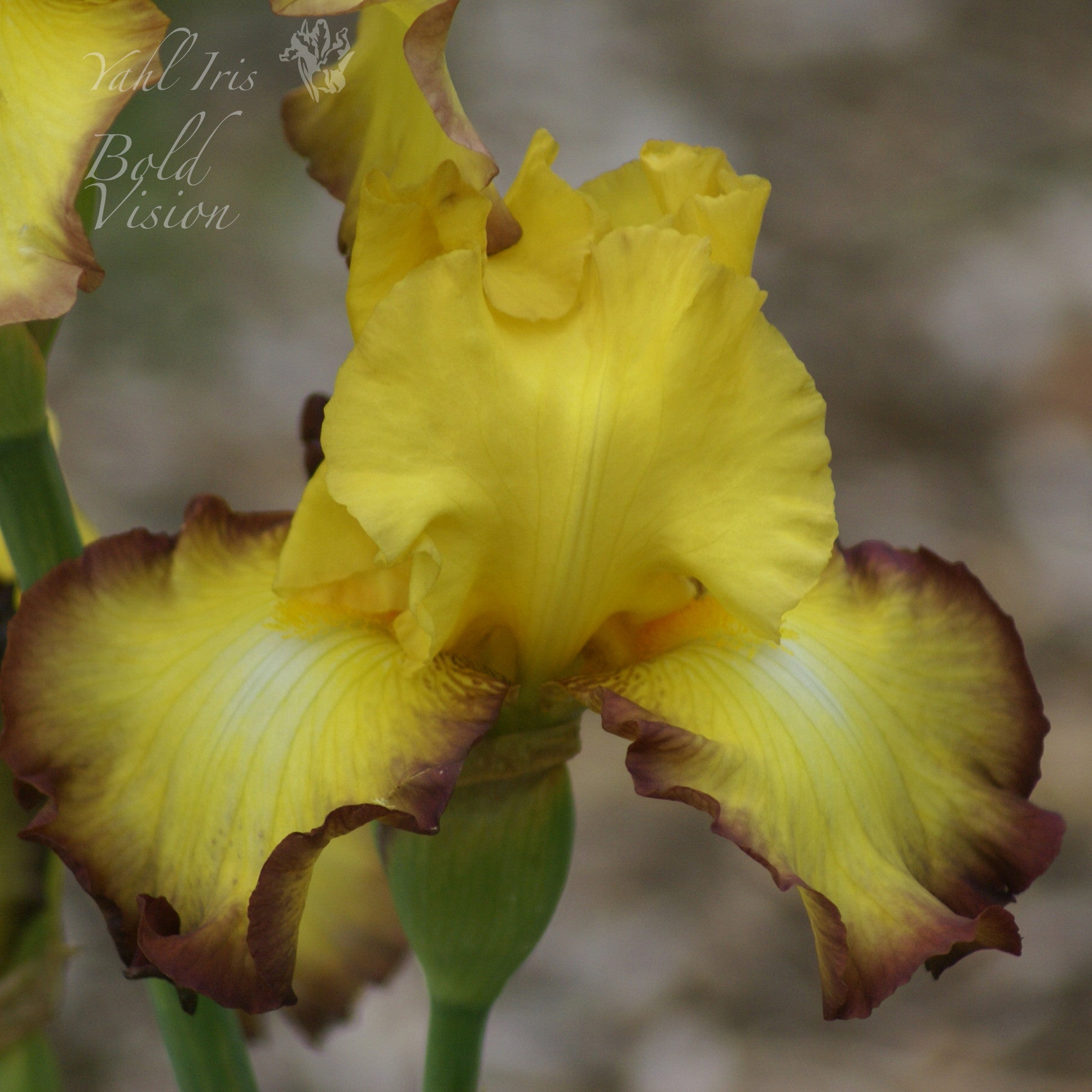 Products – Yahl Iris