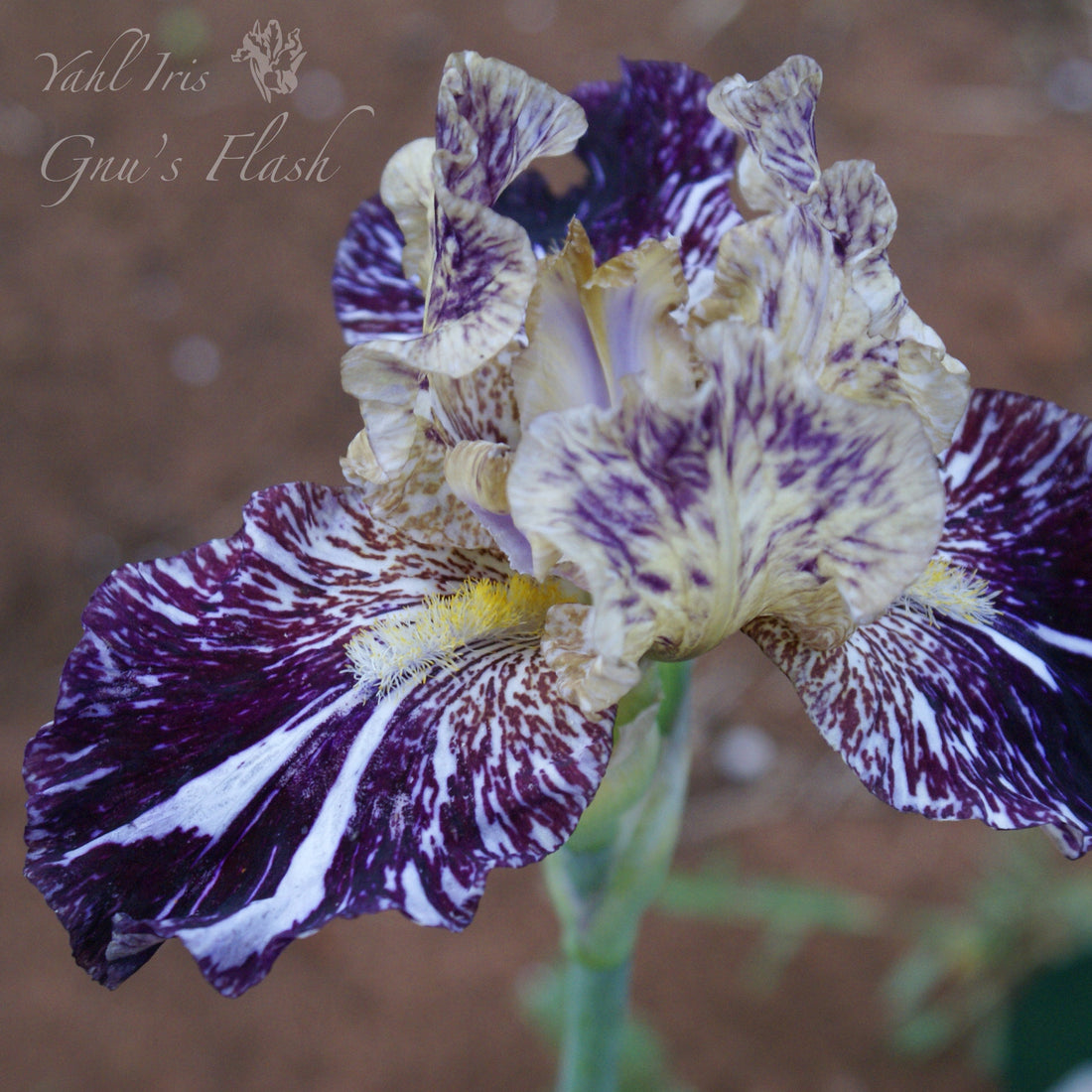 Gnus Flash - Tall Bearded Iris – Yahl Iris