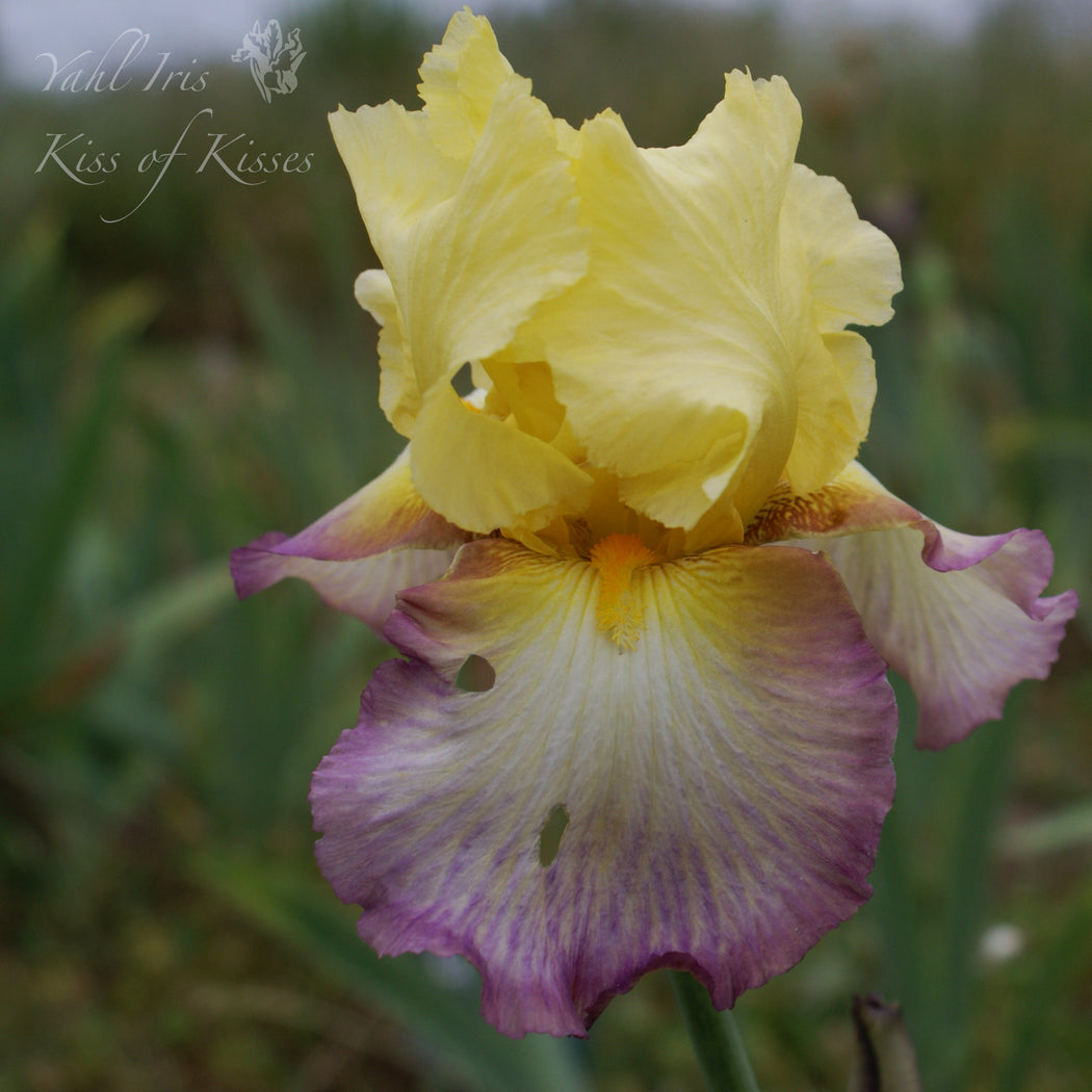 Kiss of Kisses - Tall bearded iris – Yahl Iris