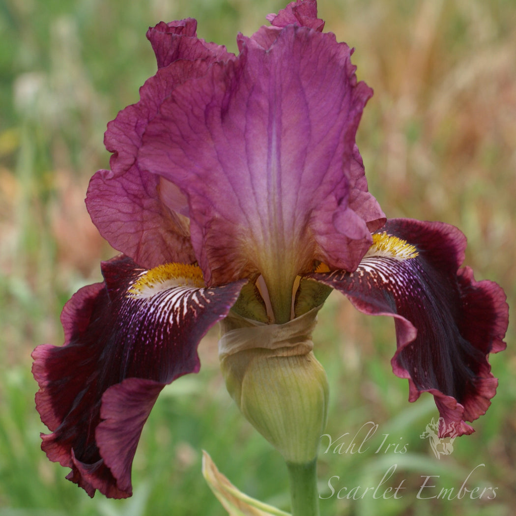 Scarlet Embers - Tall bearded iris – Yahl Iris