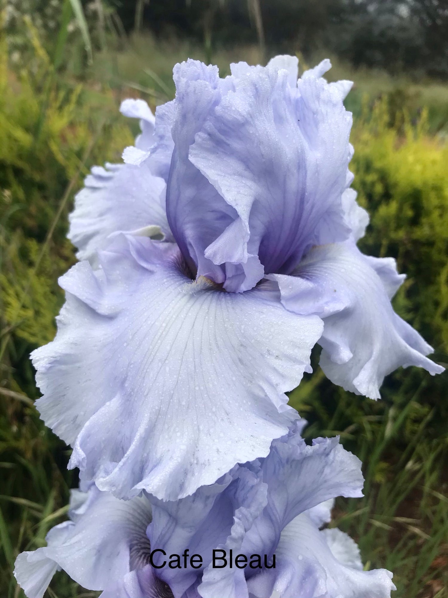 Yahl Iris - Iris farm and hybridiser in SE South Australia